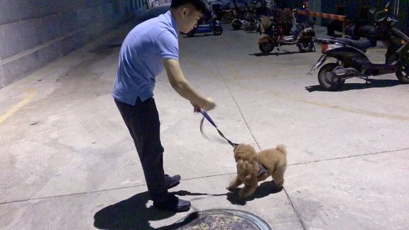 舞狮表演,这么小的泰迪居然还会舞狮了,过年穿好衣服准备去赚钱