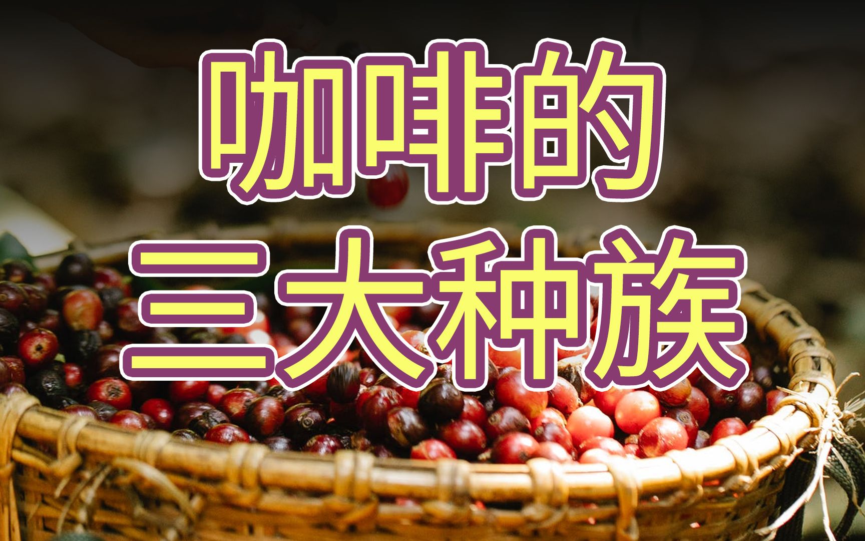 咖啡豆三大原生种是哪三个,他们出产的咖啡豆有什么特点