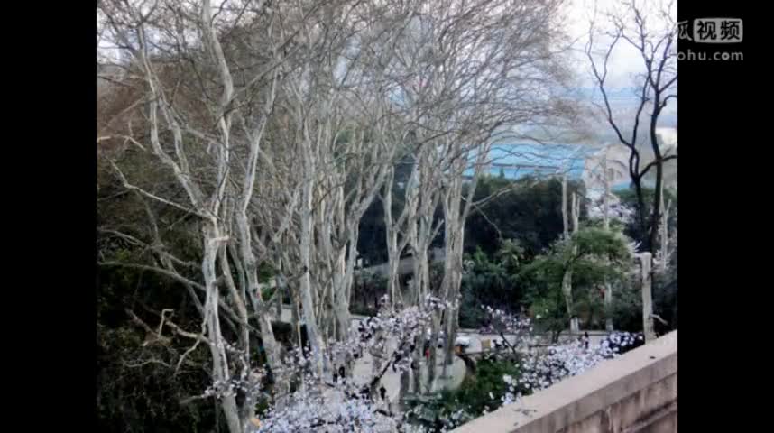 中国最美樱花 武汉 武汉大学拍摄