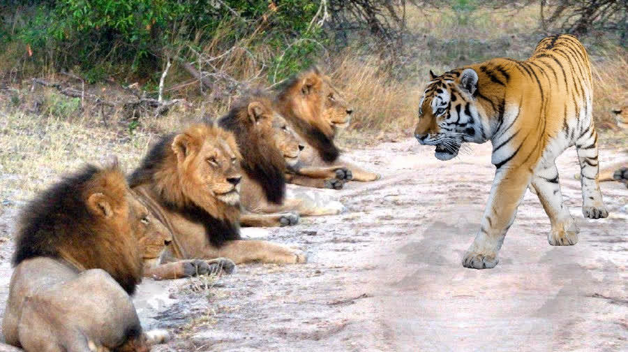 世界五大猛兽排行榜,熊比老虎狮子猛,第一你猜不到!