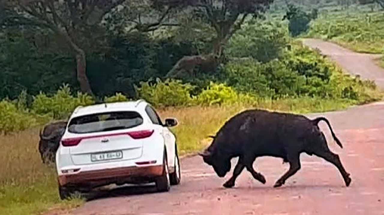 开车路上偶遇水牛,司机却抱着侥幸心理冲过去,下一秒发生了意外