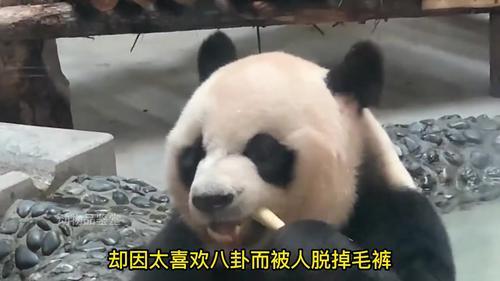 熊猫缘小的黑历史,长相社会性格八卦,因毛裤被脱而走红全网