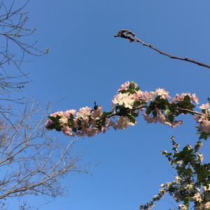 虚空中的花朵 