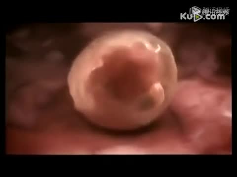 婴儿从受孕到诞生全过程 视频