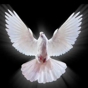 是小羊的梦想呀 