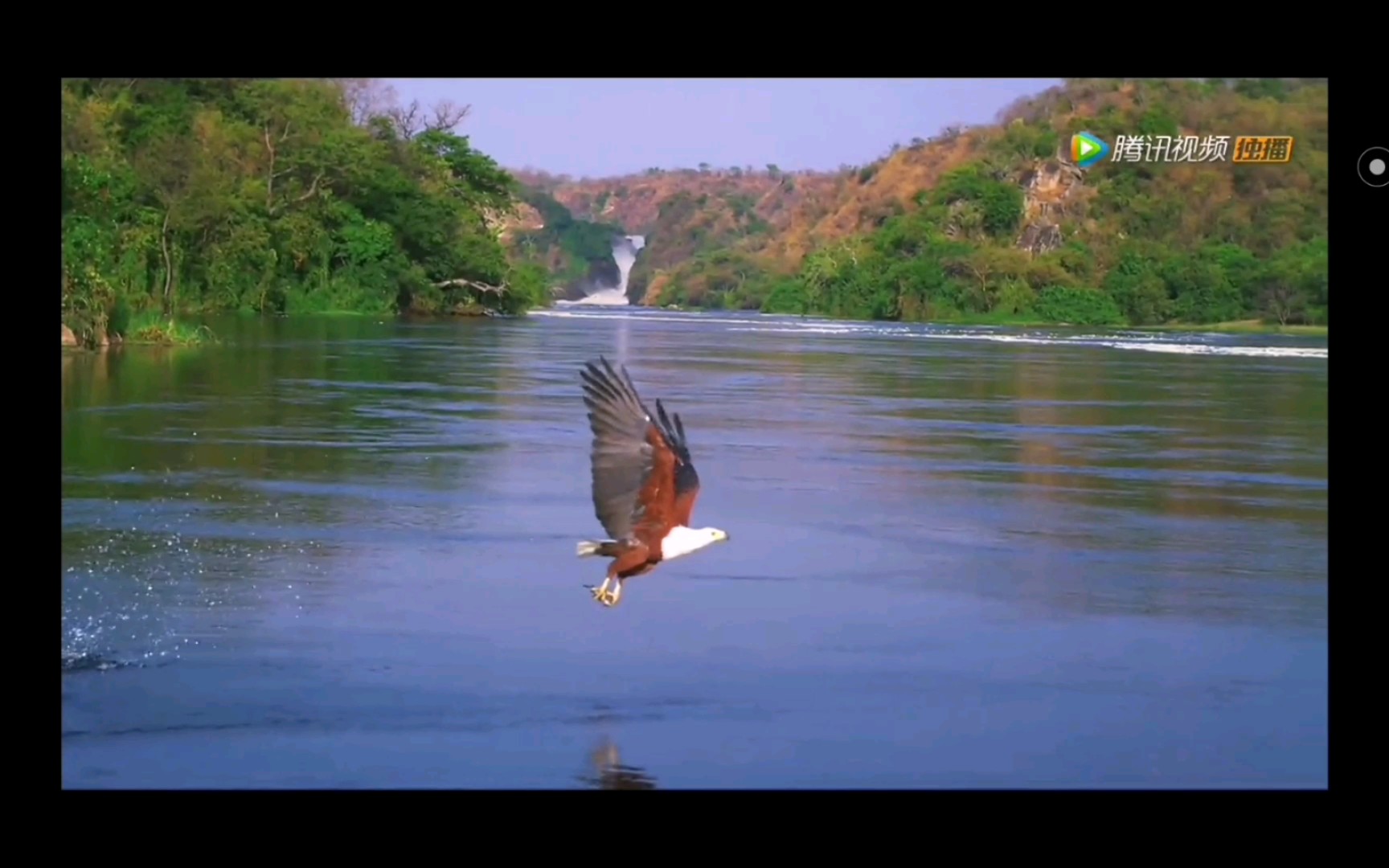 老鹰精确制导抓鱼优美飞行瞬间