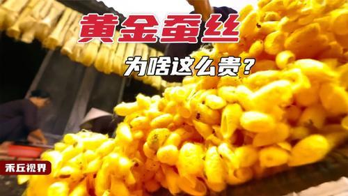会吐金丝的蚕你见过吗?用它做的丝绸被誉为纺织界的软黄金 #蚕丝