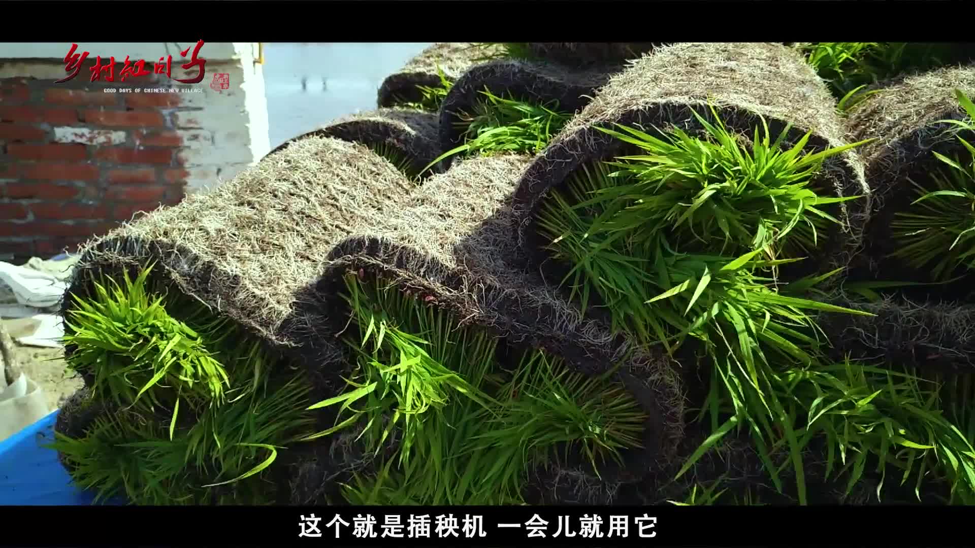 大米是怎么来的,看看东北农村水稻插秧的场面,农民种地太不容易