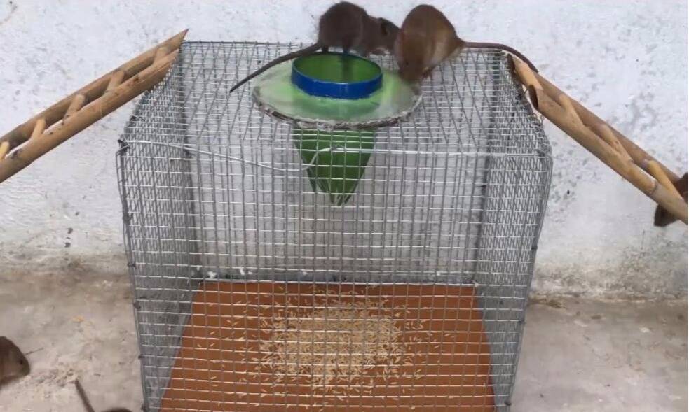 自制捕鼠笼,老鼠一个一个进入陷阱,被男子一锅端!