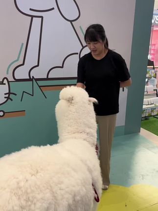 羊驼毛豆深圳参加活动 粉丝现场互动 羊驼毛豆表演才艺#神奇动物在...