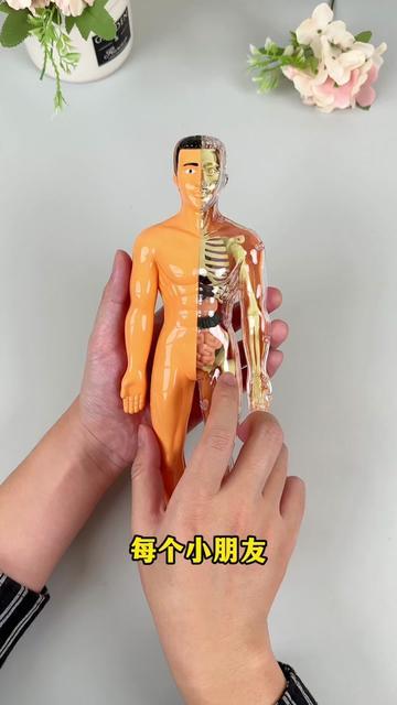 后悔没早买这个人体模型,让孩子一边动手,一边了解自己的身体,满足...