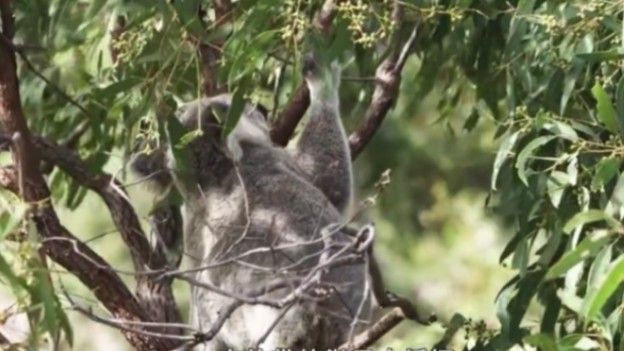 考拉坐在树枝上随风摇摆,一脸享受的慵懒的样子。