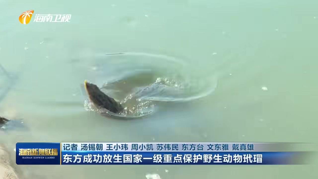 东方成功放生国家一级重点保护野生动物玳瑁(来源:海南新闻联播)