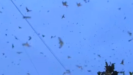 地震前一天绵竹飞鸟满天,网友猜测为震前异象,四川地震局回应