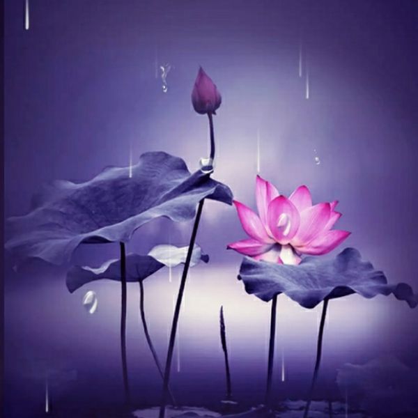 骏马腾飞63725651 