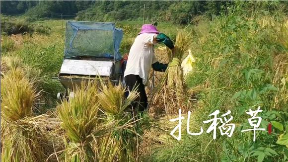 打完稻谷扎稻草,老妈这扎稻草的手法,可以当老师傅了。