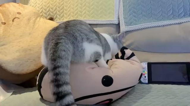 养公猫以后,家里千万别买毛绒娃娃!对娃娃不好!