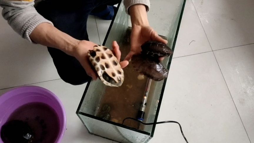 在家怎样用鱼缸养乌龟