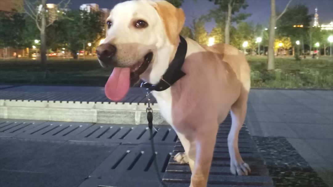 蚌埠市民广场的傍晚,一派热爱景象,食草狼带着狗狗来见见世面