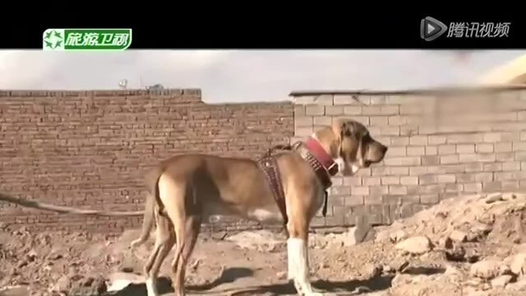 阿富汗凶残斗狗