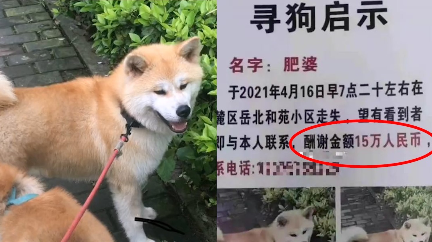 15万悬赏!女子高价寻狗,好心人送回却不要酬金,主人回应亮了