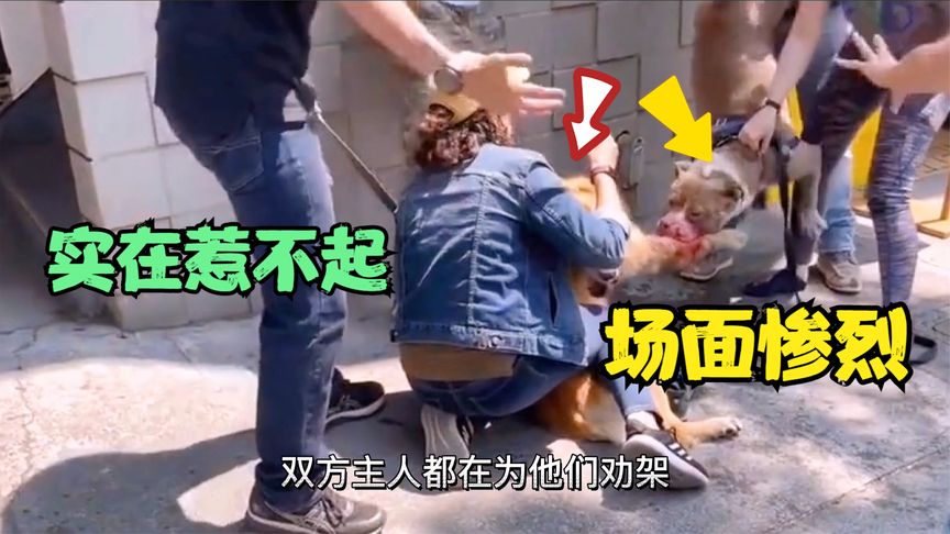 一只比特犬凶狠撕咬牧羊犬,场面惨烈,实在惹不起!