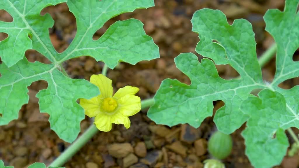 在山顶菜园撒下一把种子,如今收获了满地的果实