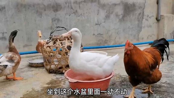 东北人在打雪仗,海南鸭子在泡澡。且看小白鸭机智蹲盆泡澡解暑