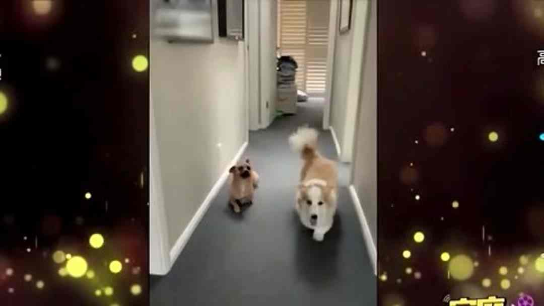 小狗模仿柯基走路 动物界的演员吧【竖版】