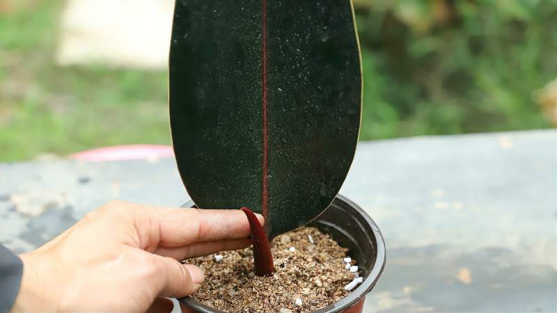 扦插橡皮树,只用1片叶,再用上一点小技巧,快速长根长芽!