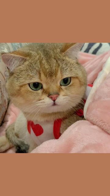 我要跟你世界第一好,萌宠出道计划