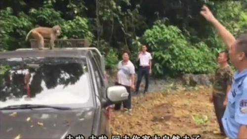 富宁放生一批野灵动物,蛇、猴子、刺猬等等!