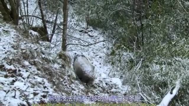动物的世界,国宝熊猫的食物