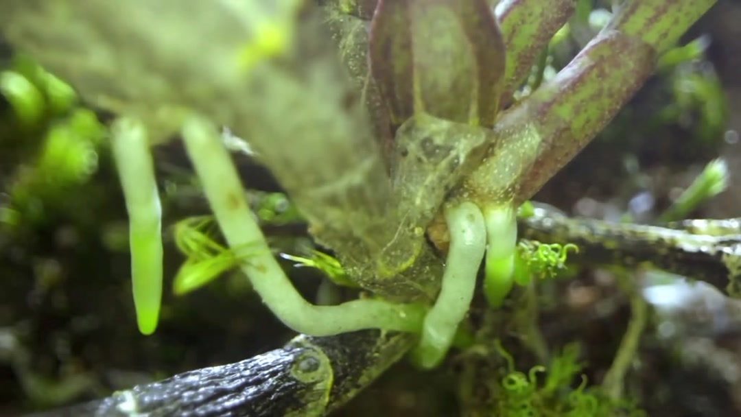 把自己的根露在外面?石斛和真菌合作生长!