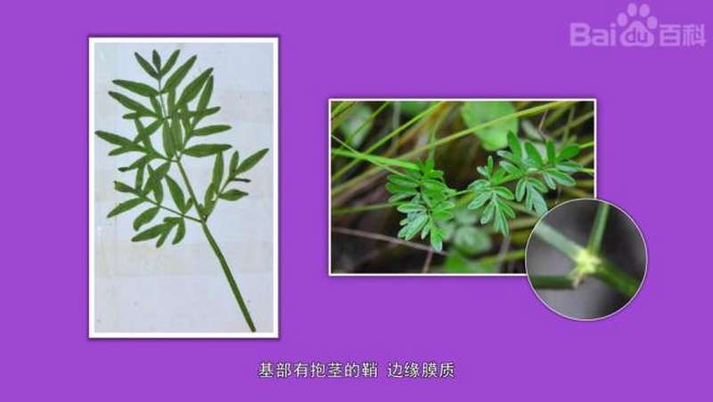 原来全叶独活长这样