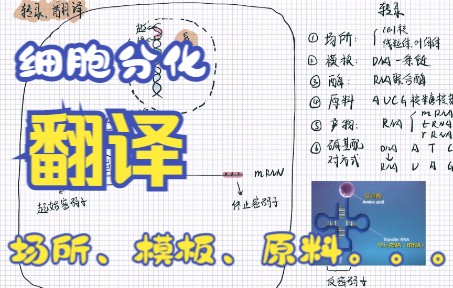 细胞分化-- 翻译
