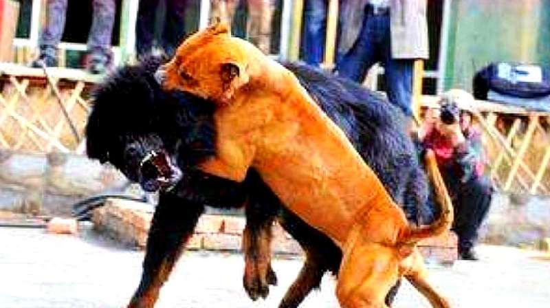 中国藏獒VS日本土佐,下一秒藏獒发起反攻,镜头拍下激烈全过程!