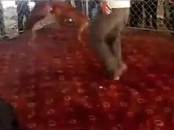 斗犬斗狗视频