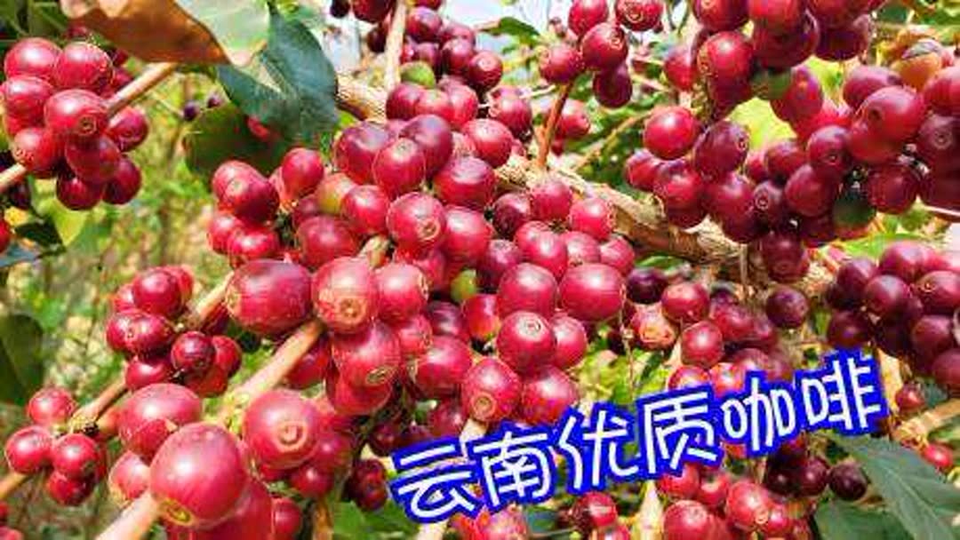 云南小粒咖啡成熟了,果肉吃起来很甜,颜值和品位都不逊色
