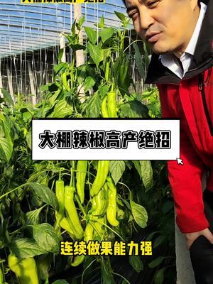 大棚辣椒高产绝招、健壮根系+控旺+全元素施肥#现代...
