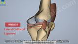 【3D动画课堂】膝关节周围韧带的解剖学分析