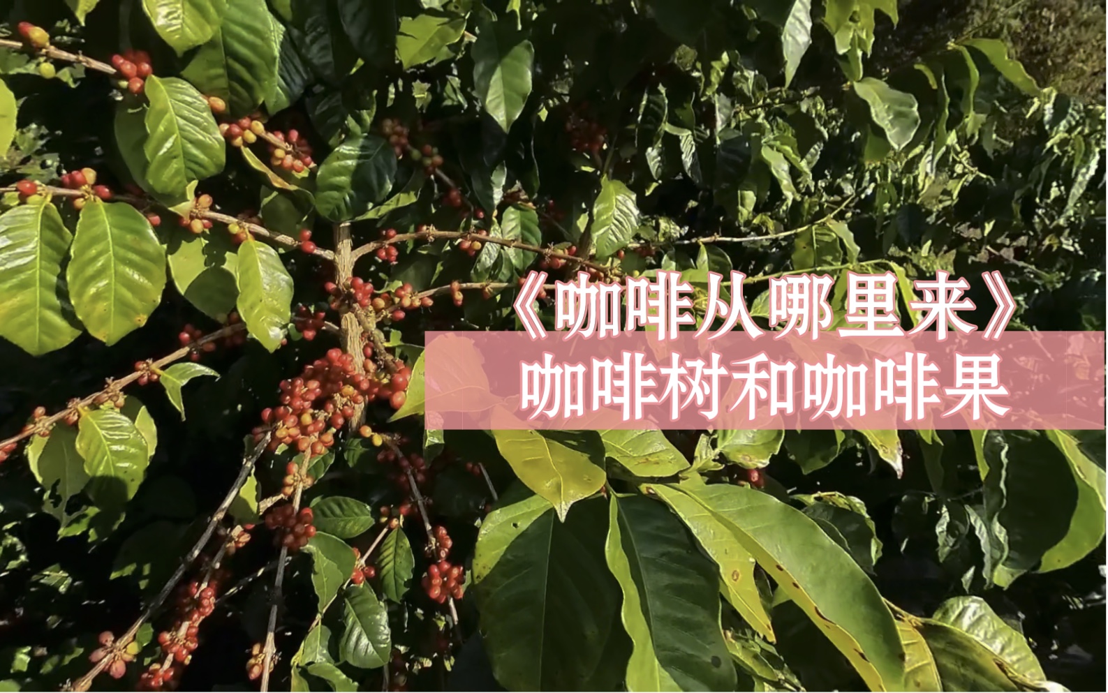 《咖啡从哪里来》之 咖啡树和咖啡果