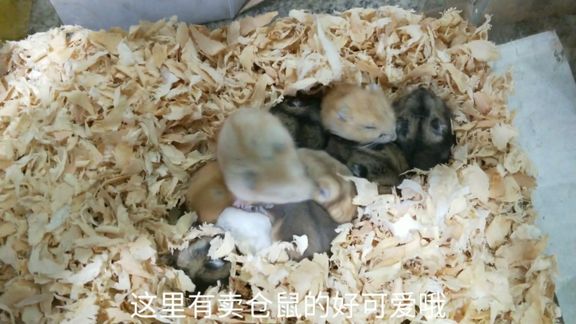 逛街远处看见超可爱仓鼠,近看把主播下了一跳