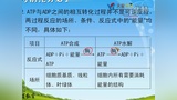 [天星学堂]高考冲刺考点ATP与ADP之间的相互转化