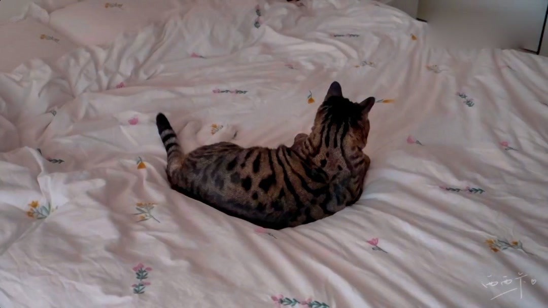 养猫狗家里毛太多怎么清理?小姐姐有终极神器!吸尘器真好用么?