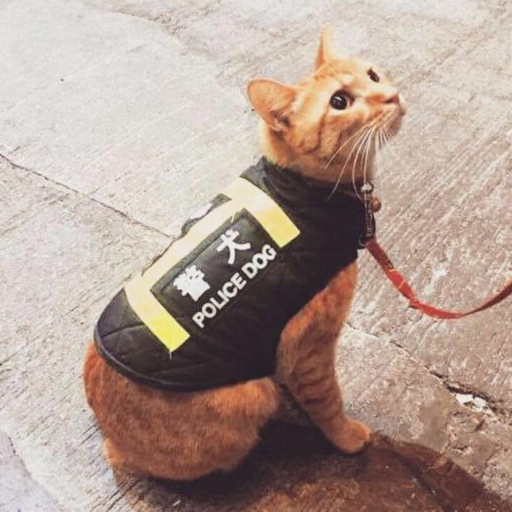 刺客猫AssassinCat 