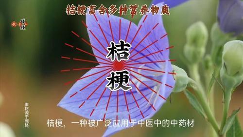 桔梗美味与健康的美好花卉