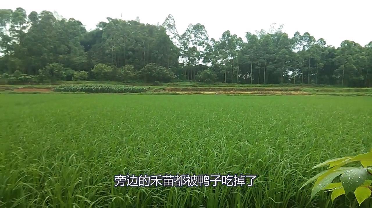 现在是禾苗快速生长的时期,农田的水不要留太多,禾苗长势很好