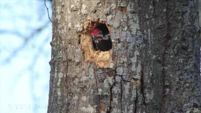 啄木鸟到底是害鸟,还是树木的医生!答案让人颠覆三观!
