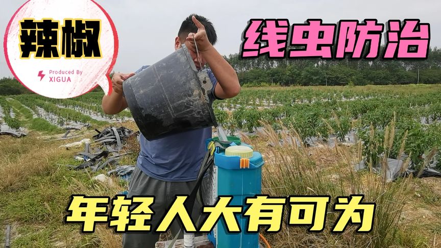 防治辣椒线虫需要注意事项:滴管淋根都有全部淋湿滴透,效果最好